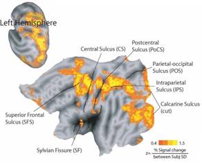 Surface-based analysis and inter-subject normalization
